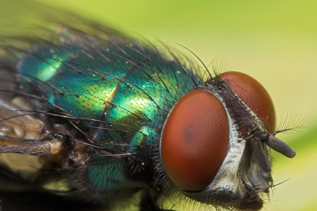 ¿Cómo respiran las moscas? | Bitacora Zoo