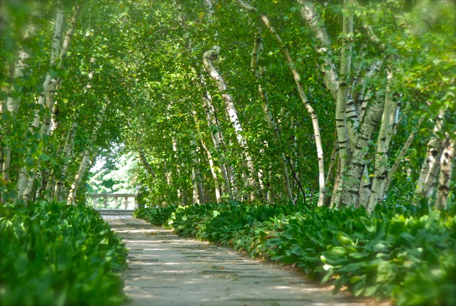 Wife, Mother, Gardener: Birch Allee at Stan Hywet Hall & Gardens