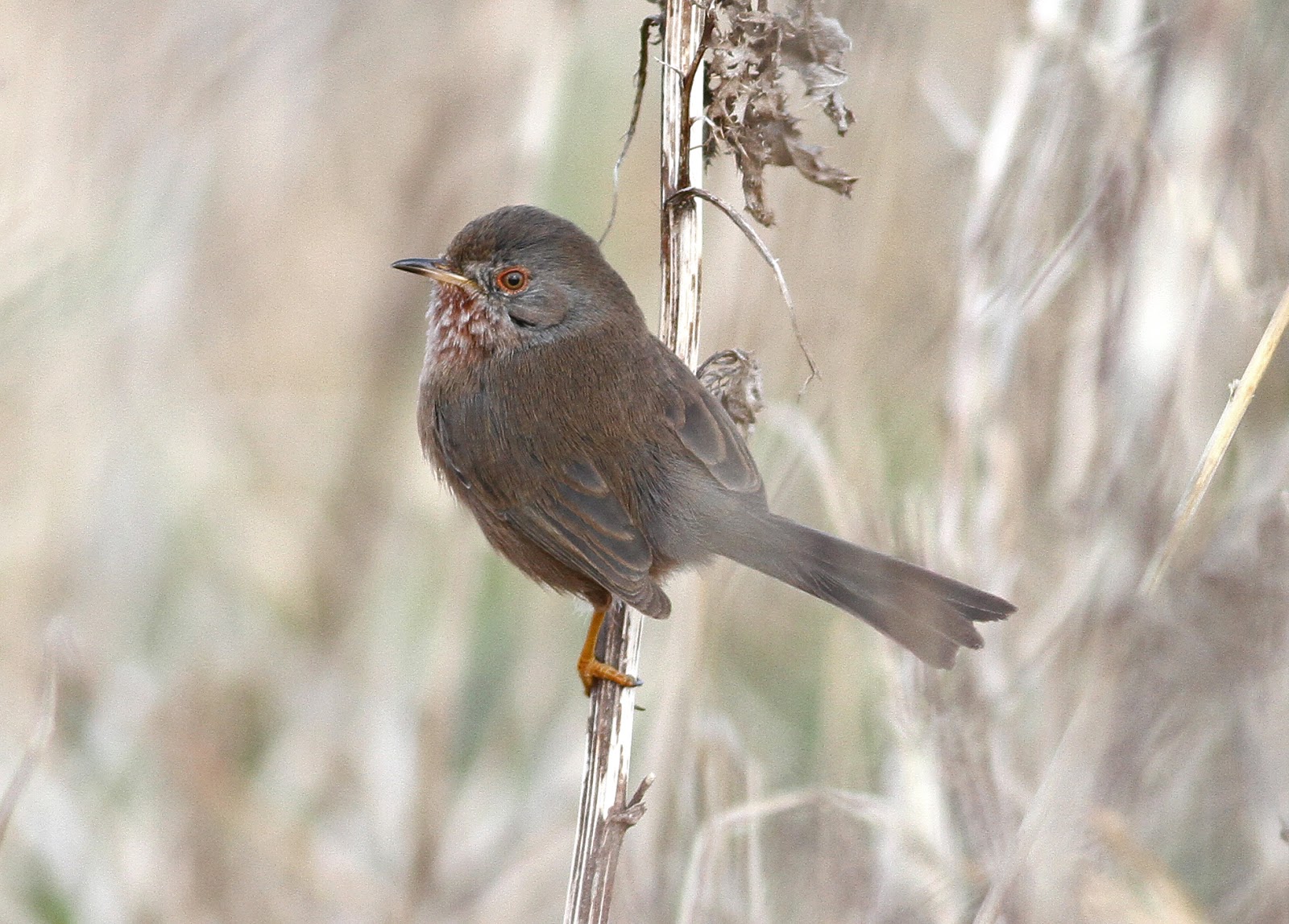 CAMBRIDGESHIRE BIRD CLUB GALLERY: Dartford Warbler