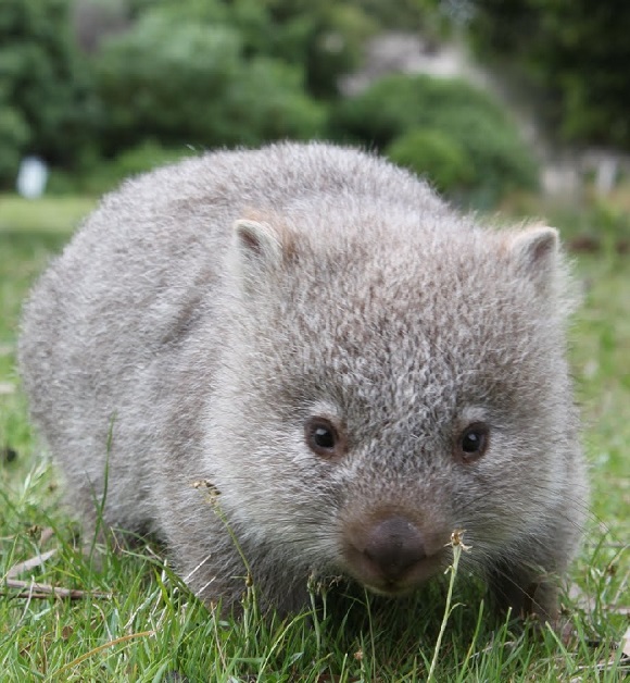 wómbats ~ Amor a la naturaleza