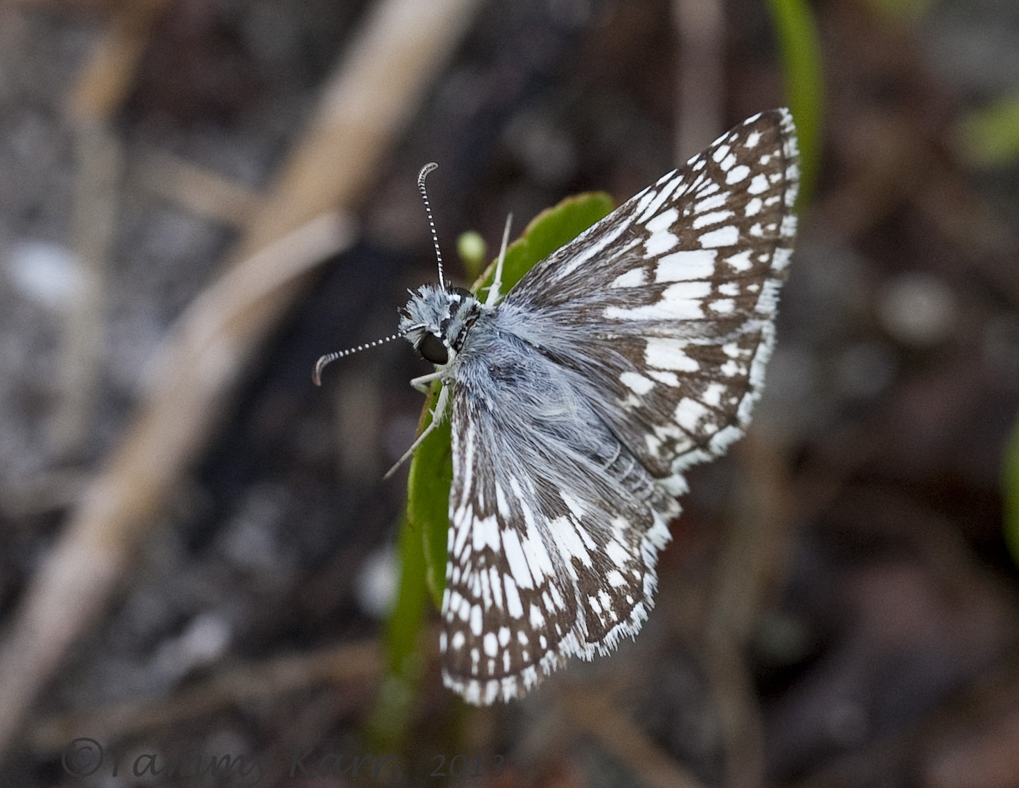 i heart florida birds: Wetland Butterflies