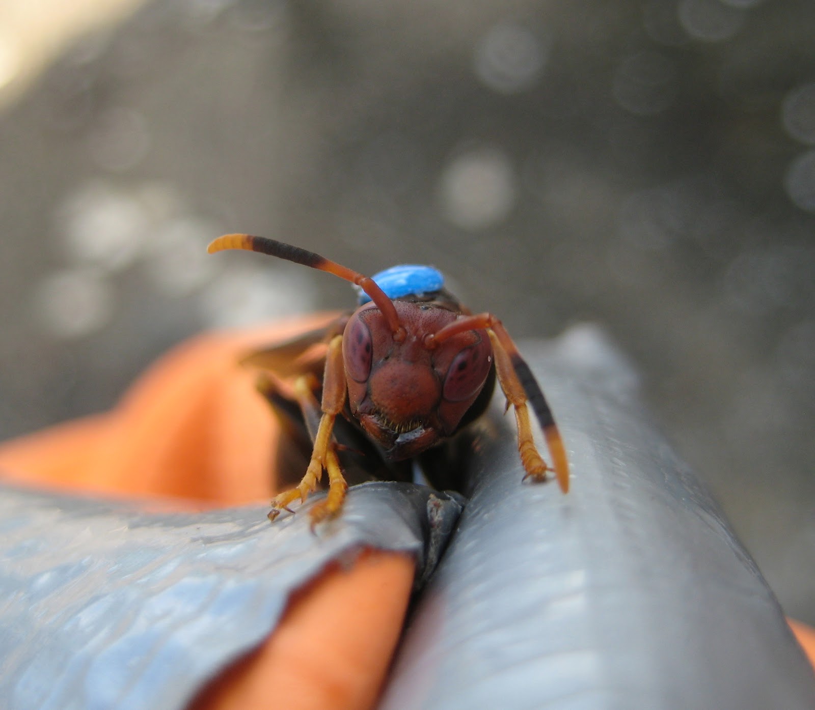 Polistes canadensis - Alchetron, The Free Social Encyclopedia