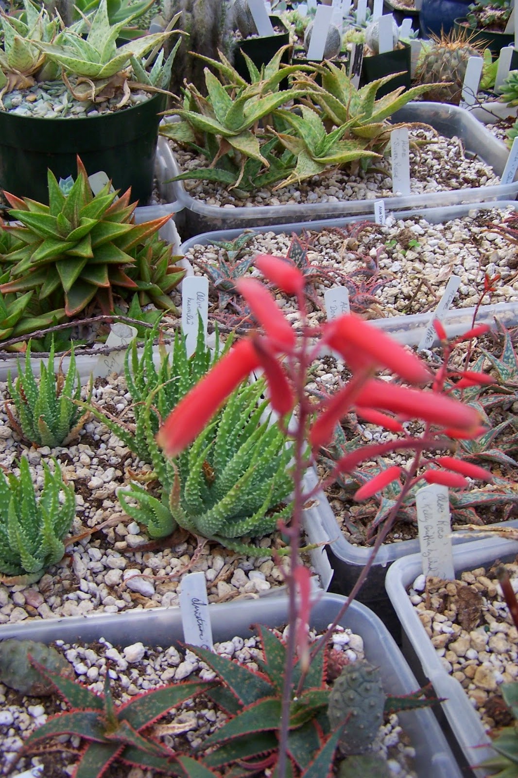 Oregon Cactus Blog: Aloe 'Christmas Carol'