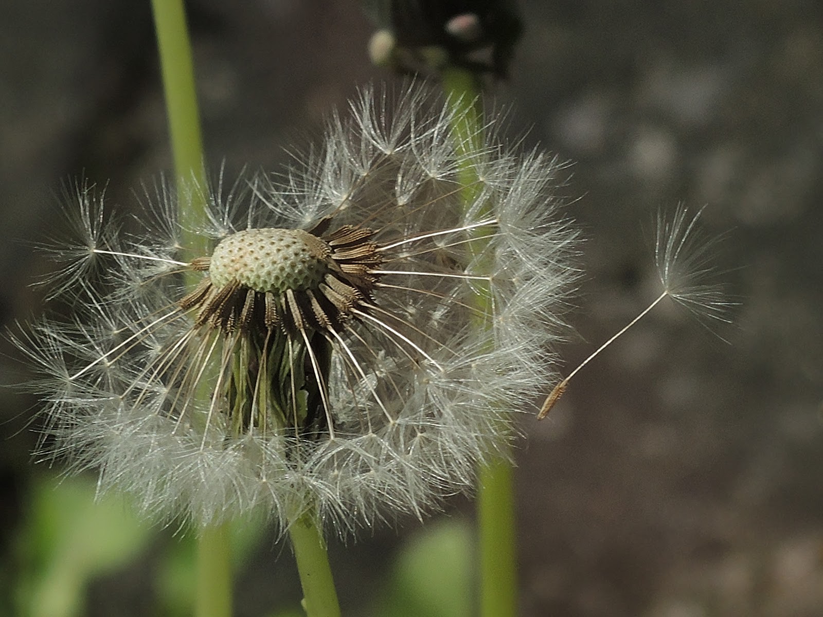 Moois van ' M(i)e': "blaasbloemen"