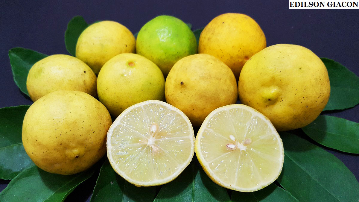 Viveiro Ciprest - Plantas Nativas e Exóticas: Limão Galego ou ...