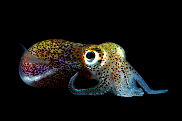 Bobtail Squid | The Life of Animals