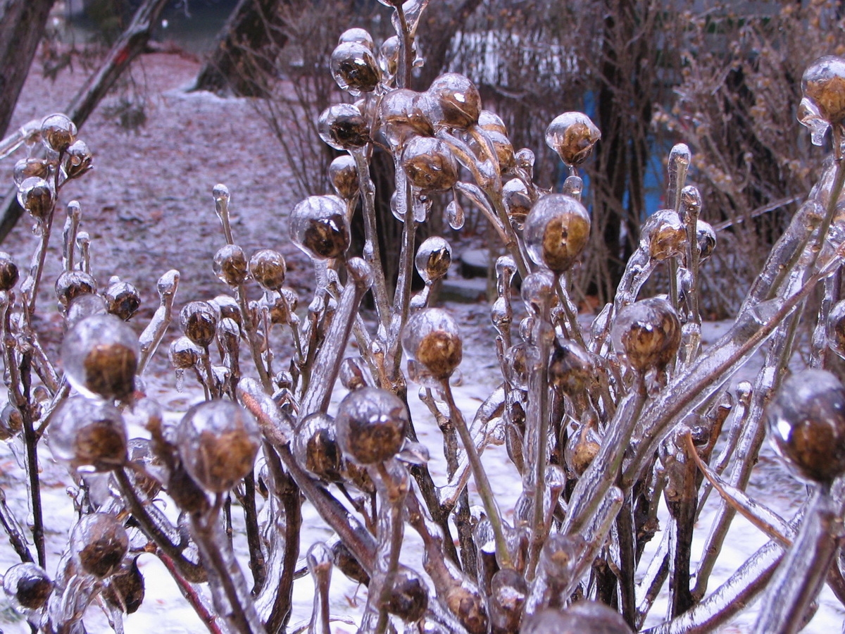 LA MULTI ANI, ROMANIA!: Flori inghetate