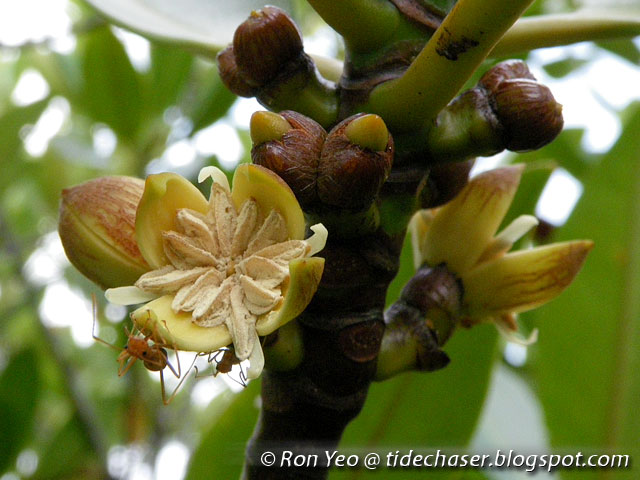 tHE tiDE cHAsER: Bakau Minyak (Rhizophora apiculata)