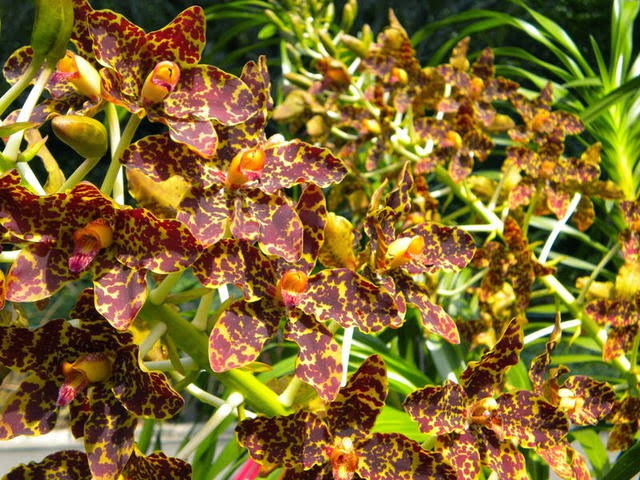 Grammatophyllum Speciosum, Anggrek Harimau (Tebu) Raksasa Yang Terancam ...