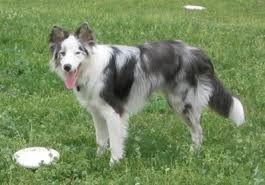 Aventureiros Border Collies