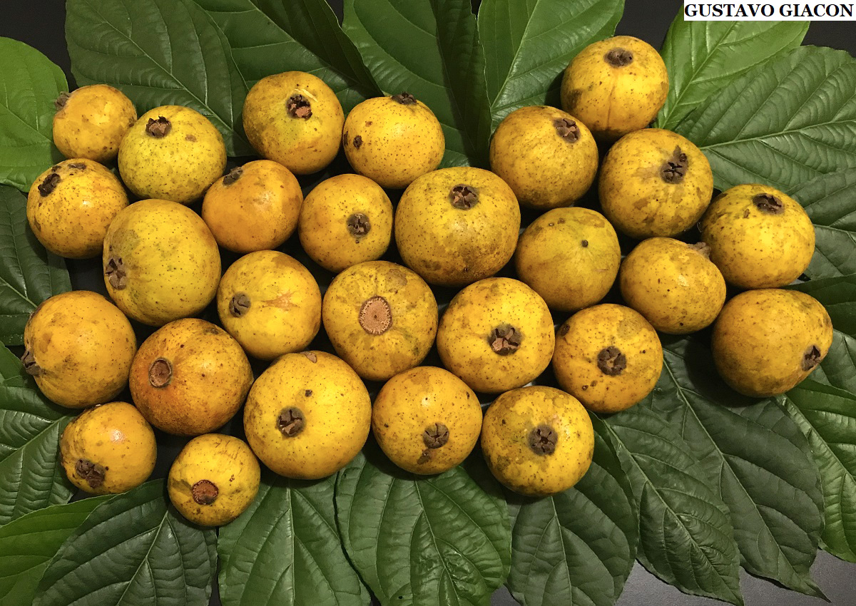 Viveiro Ciprest - Plantas Nativas e Exóticas: Guabiroba Gigante ou ...