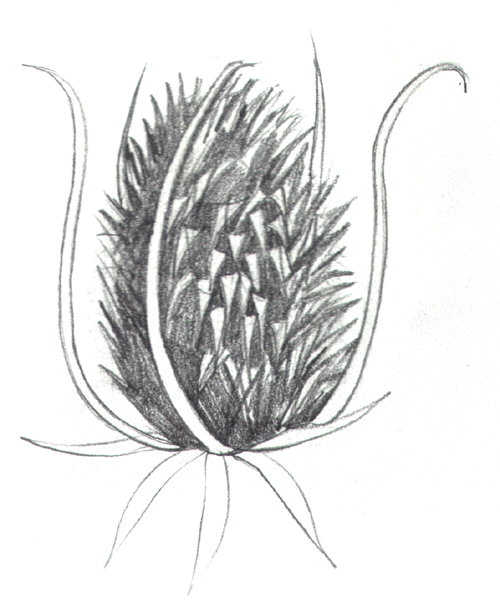 Limetrees Studio: Wildflowers 3 - Teasel drawing