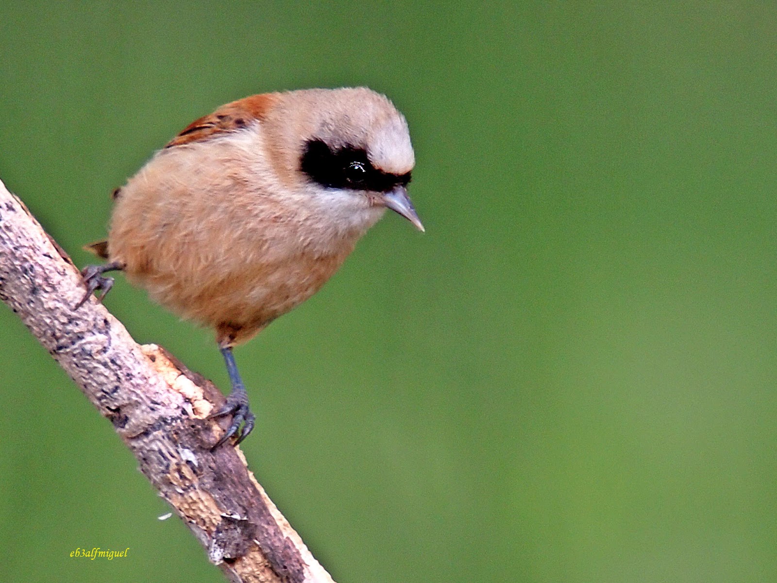 MIS AMIGAS LAS AVES: Pájaro moscón (Remiz pendulinus)