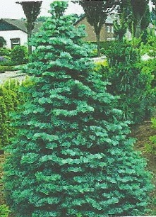 Adalberto Day: - Como surgiu o pinheirinho de Natal em Blumenau