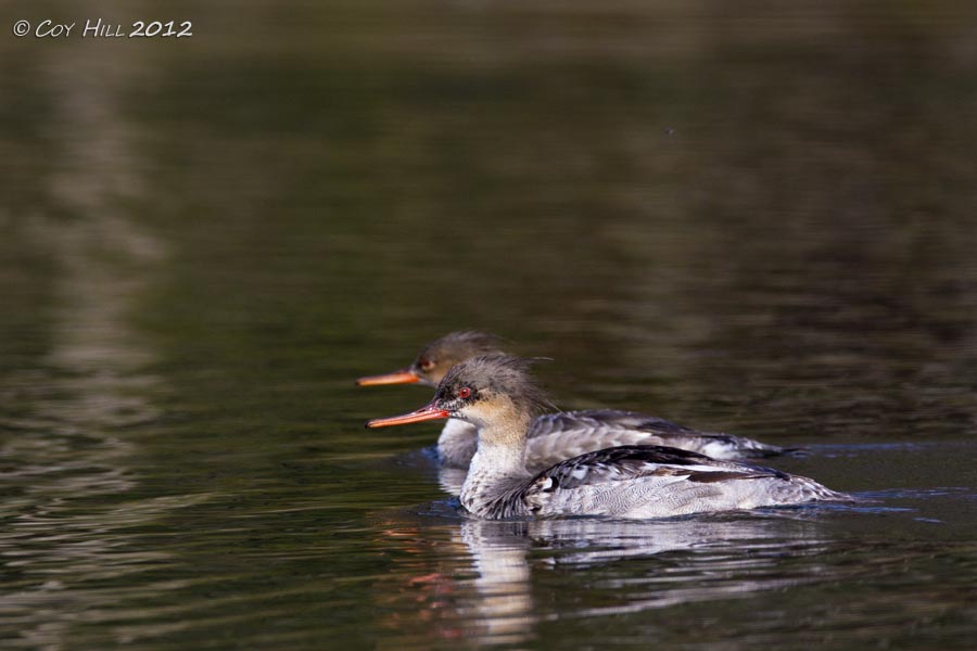 Country Captures: Red-breasted Mergansers: Spring Migration