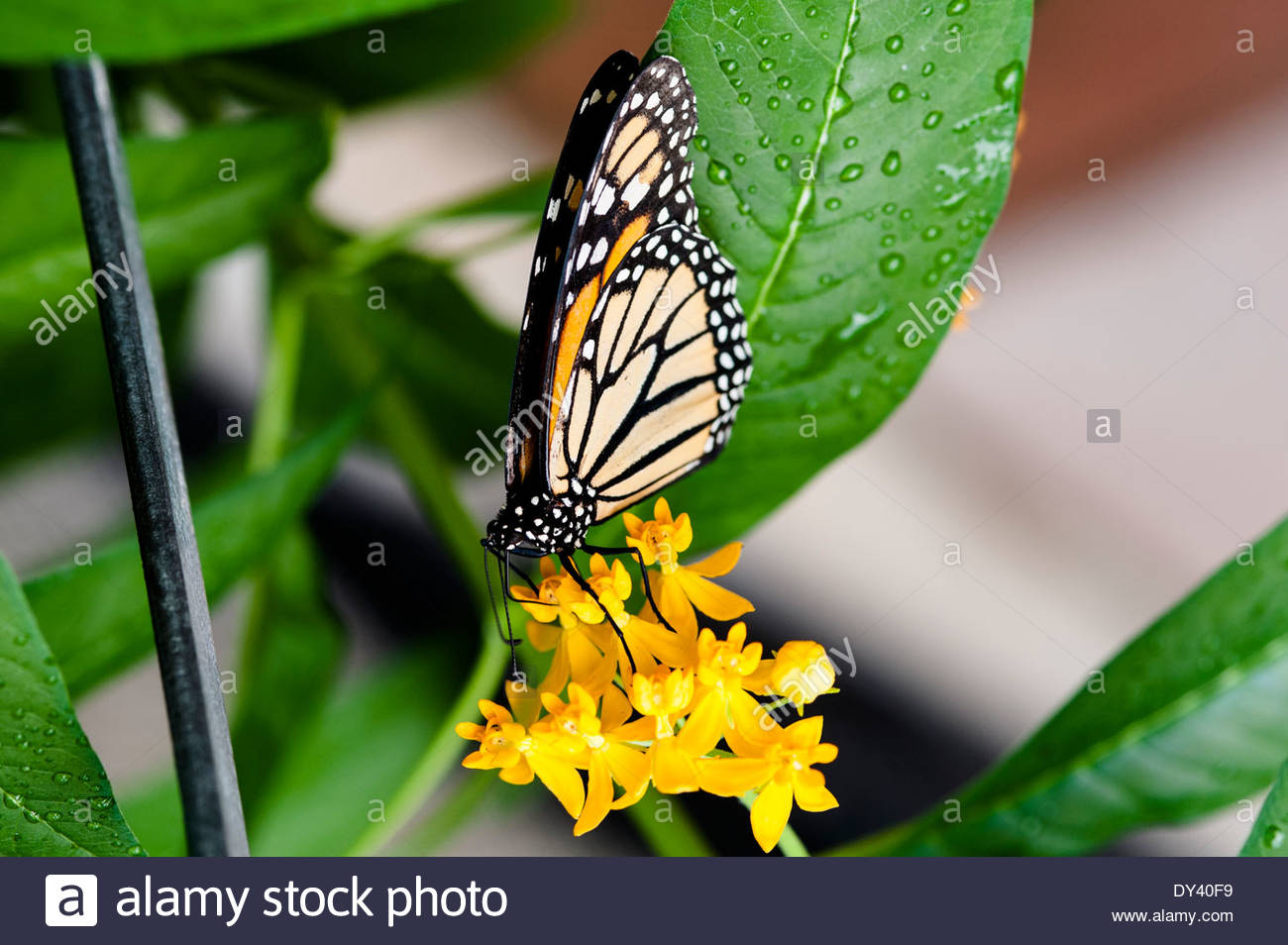 monarchfalter - Germany News Collections