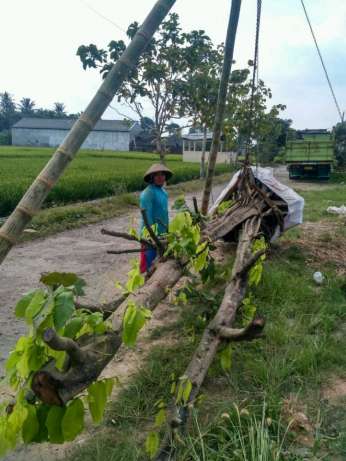 Pohon Gayam ~ Arya Flower Landscape