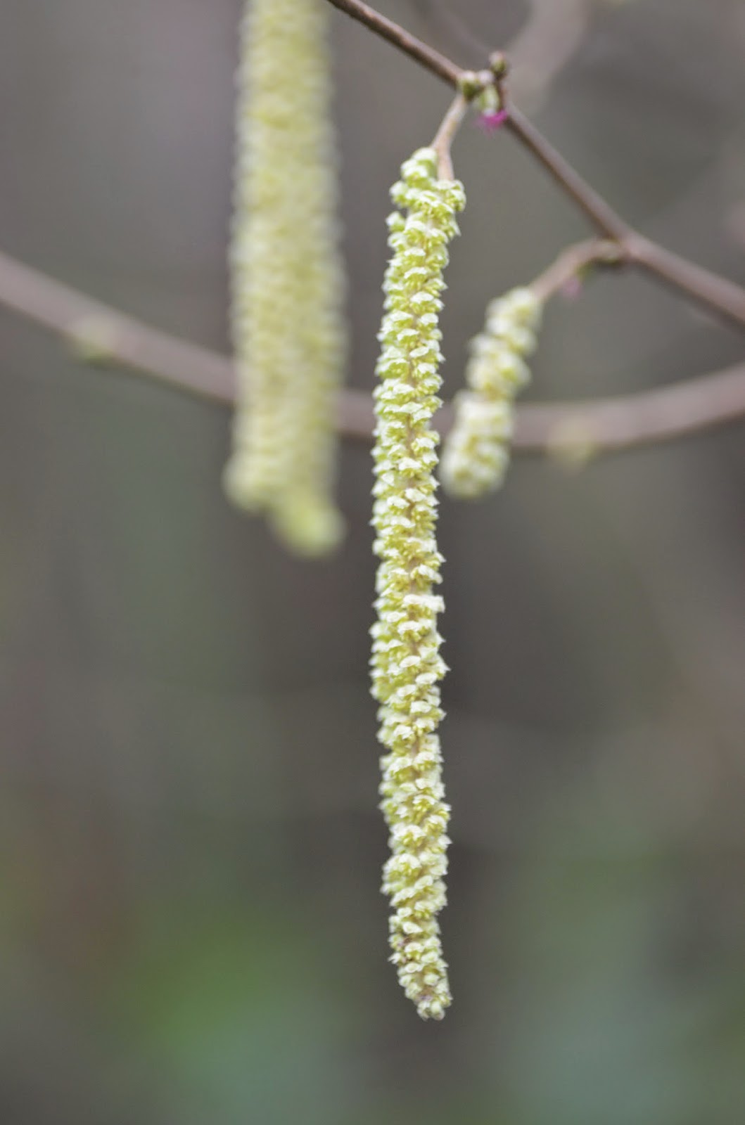 BSBI New Year Plant Hunt in the media III