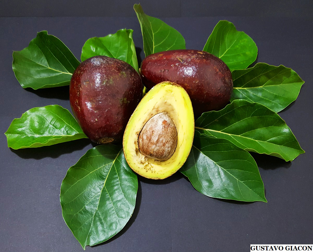 Blog do Viveirista: Abacate Roxo ( Persea americana )