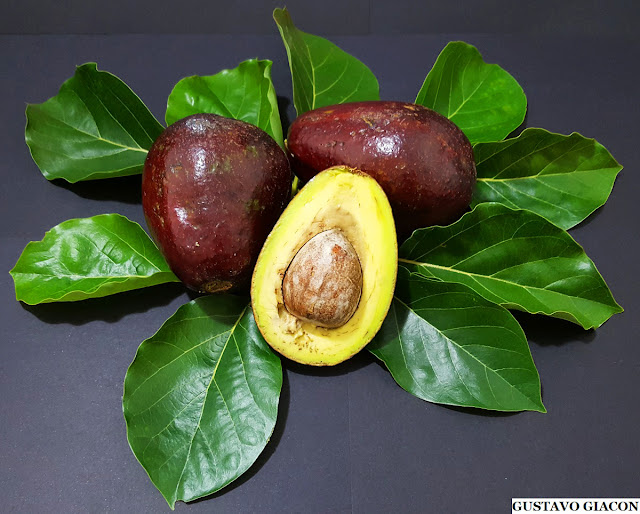 Blog do Viveirista: Abacate Roxo ( Persea americana )