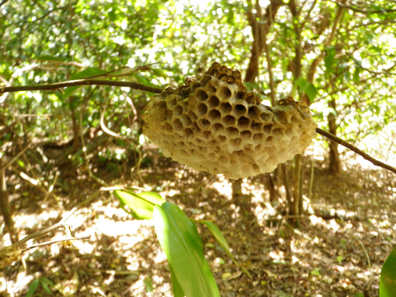 Saipan: Teaching, Living, & Recreation