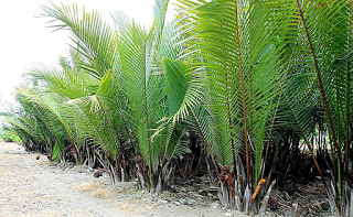 Bicara Mentari: KEGUNAAN POKOK NIPAH