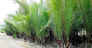 Bicara Mentari: KEGUNAAN POKOK NIPAH