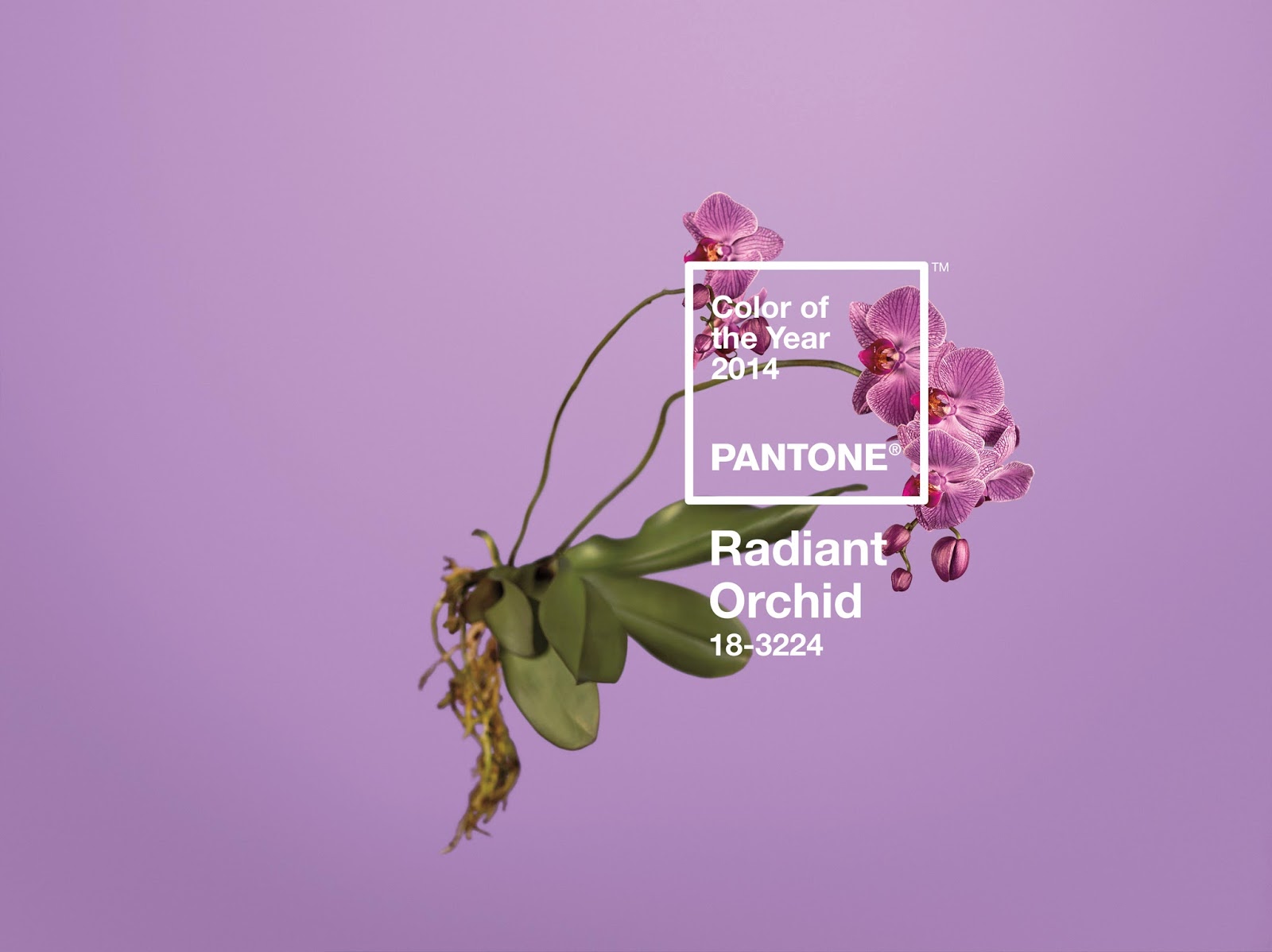 Pantone 2014 Color of the Year: Radiant Orchid