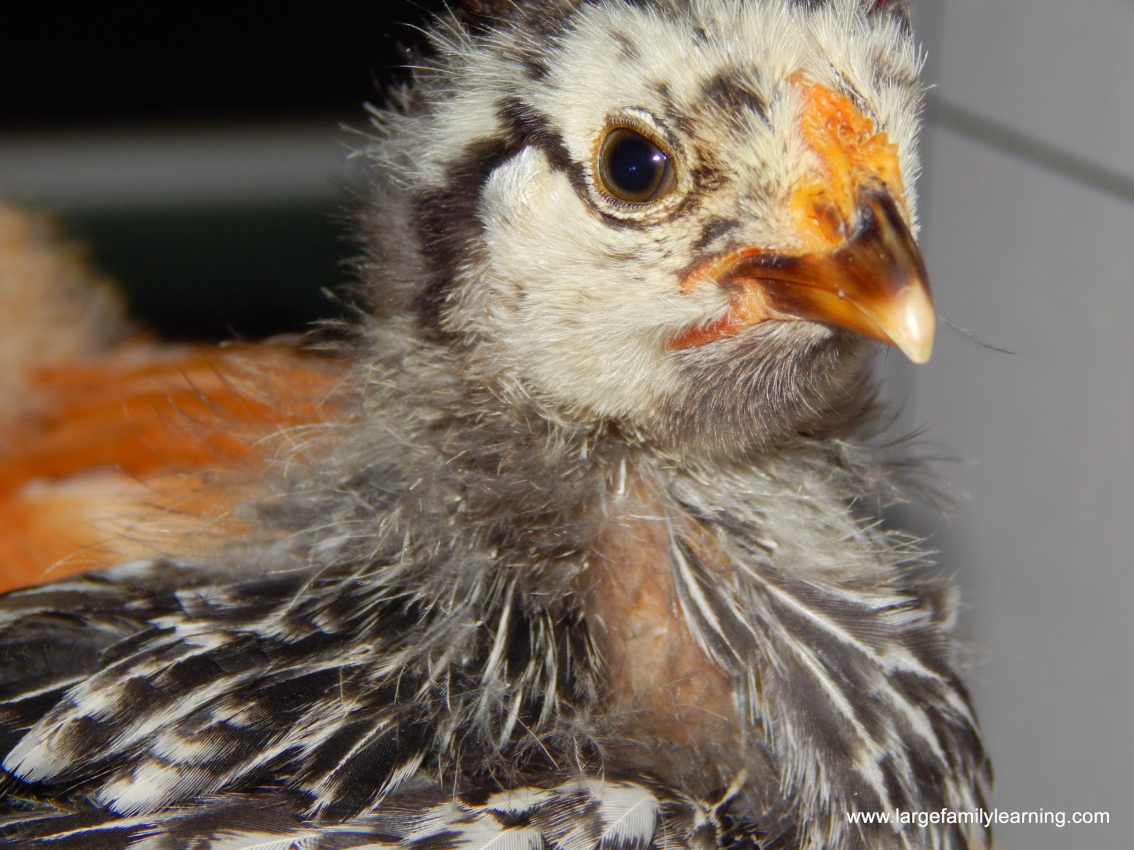 Large Family Learning : Raising Baby Chicks: 3 Weeks Old