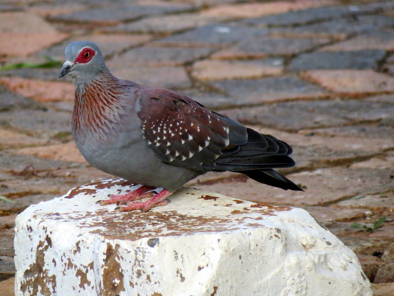 Kreatiewe Joernaal: tuin