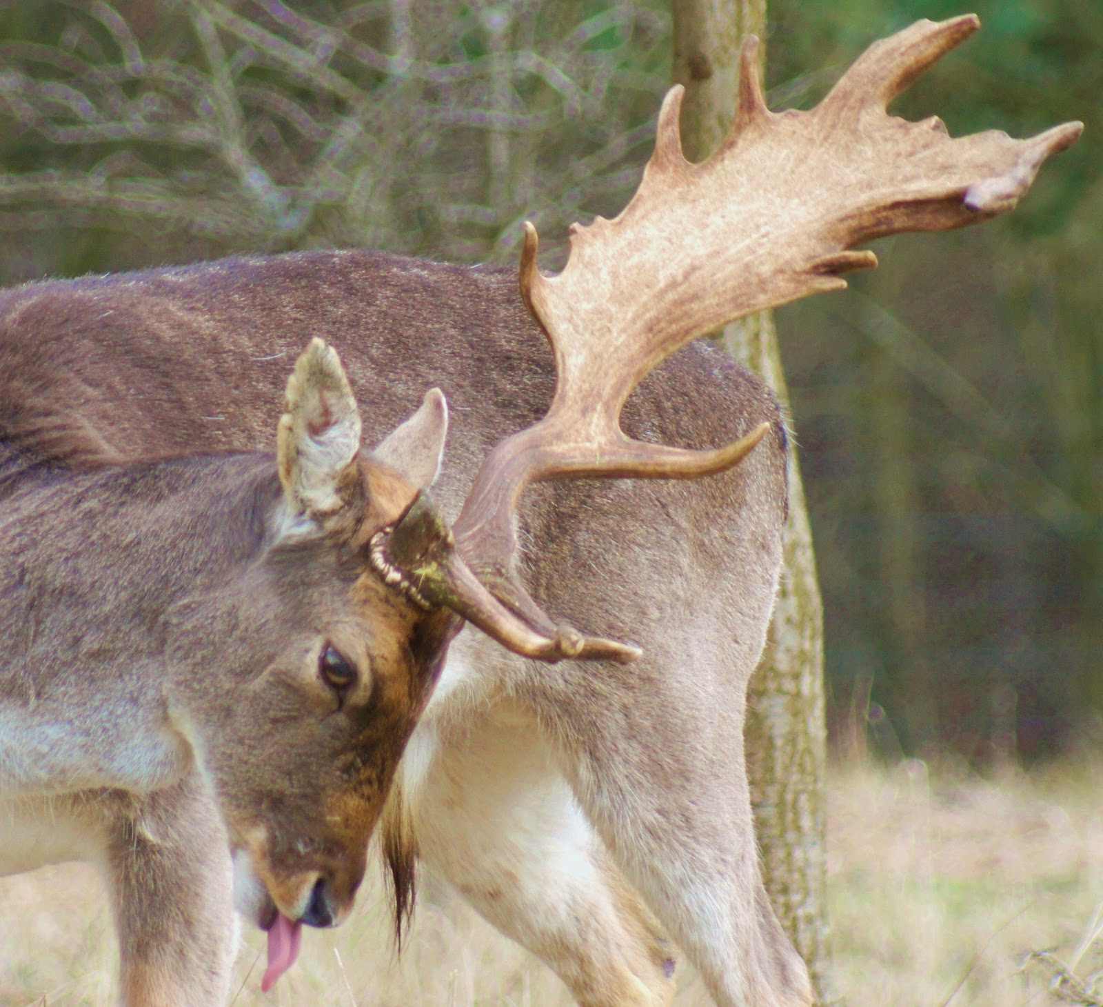 AMSTERDAMSE WATERLEIDINGDUINEN AWD: Het Damhert Gewei