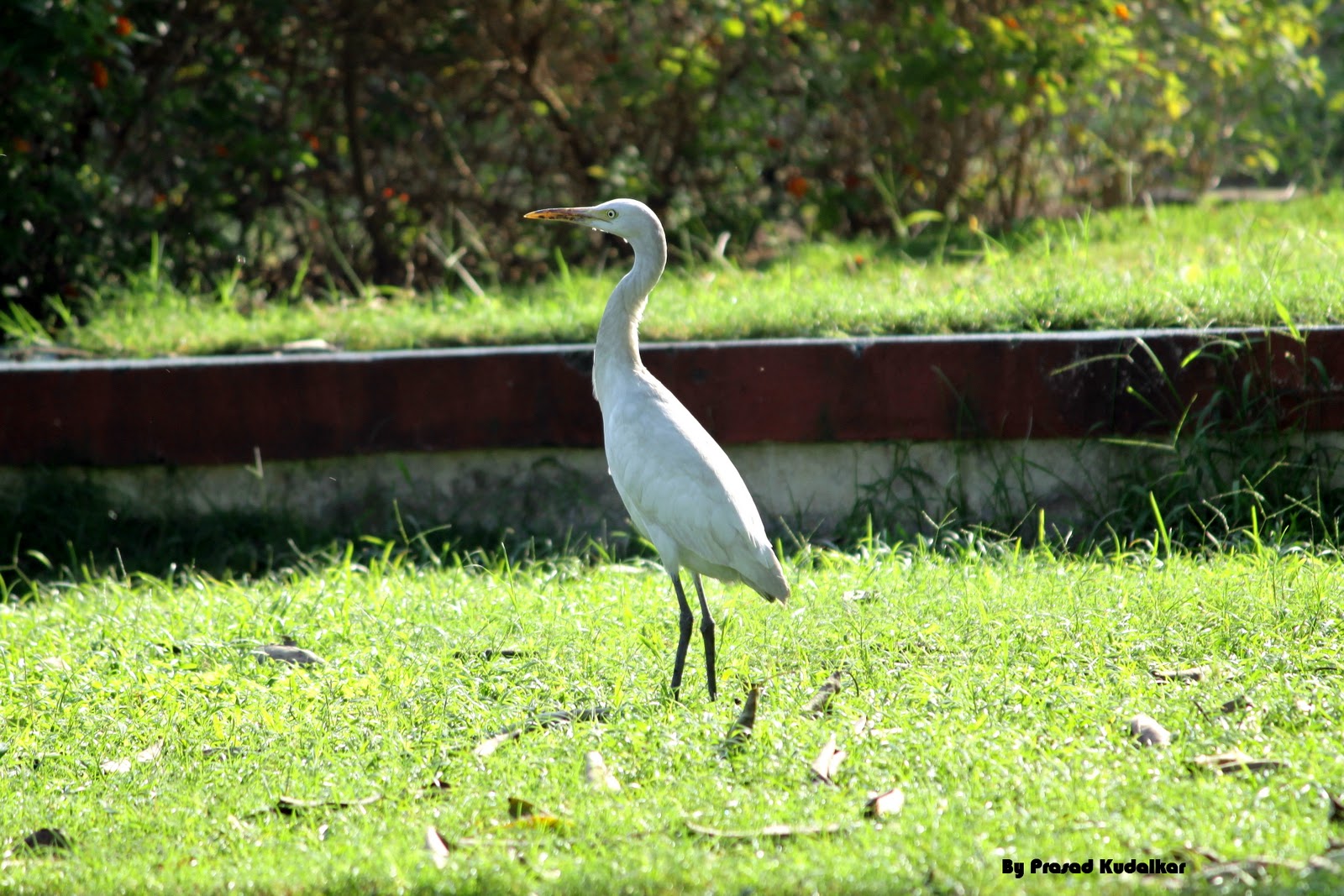 Wild Life Photography in Maharashtra: Birds in Maharashtra