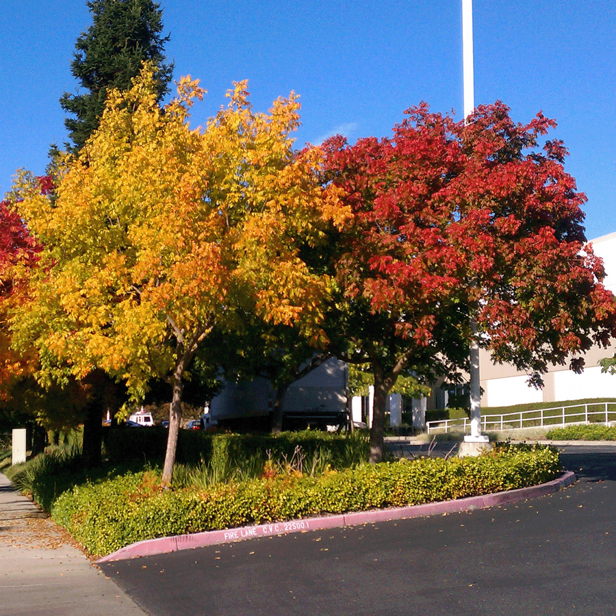 Eden By The Bay: Street Trees Through the Seasons - Chinese Pistache