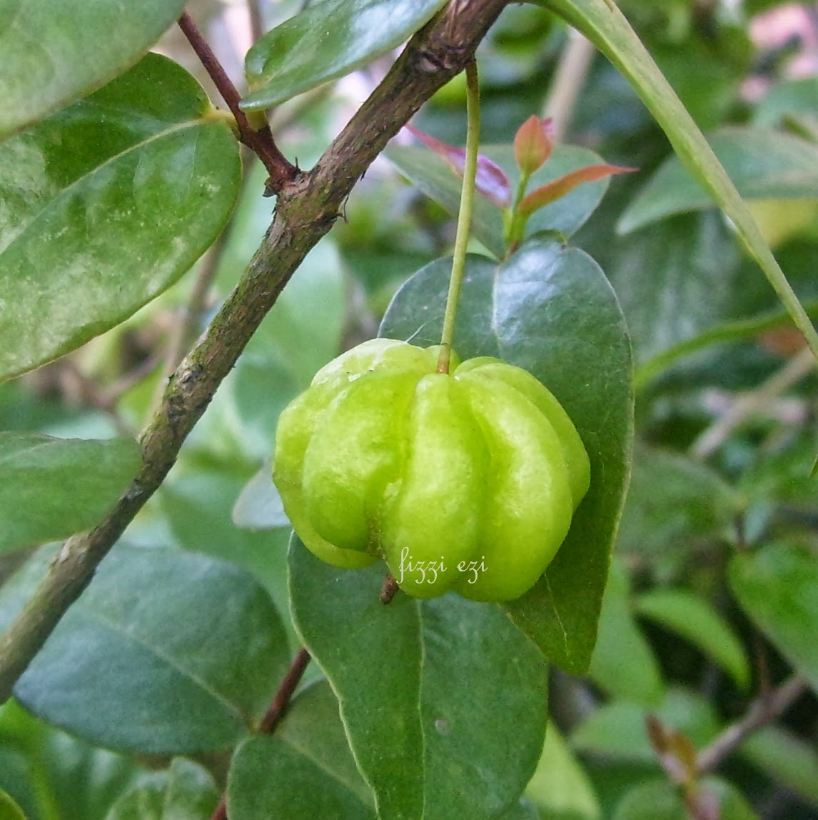 Flora Cintamu: Cermai Belanda..