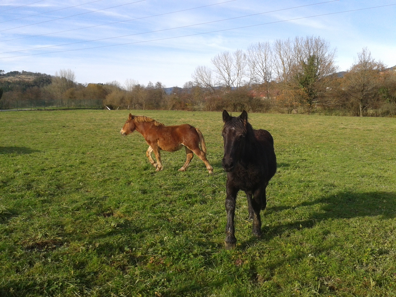 Euskal Herriko Mendiko Zaldia: Gure zaldien argazki batzuk