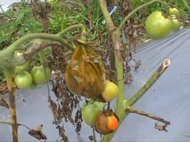 Penyebab Tanaman Tomat Layu Bakteri | Informasi Pengetahuan dan Hiburan