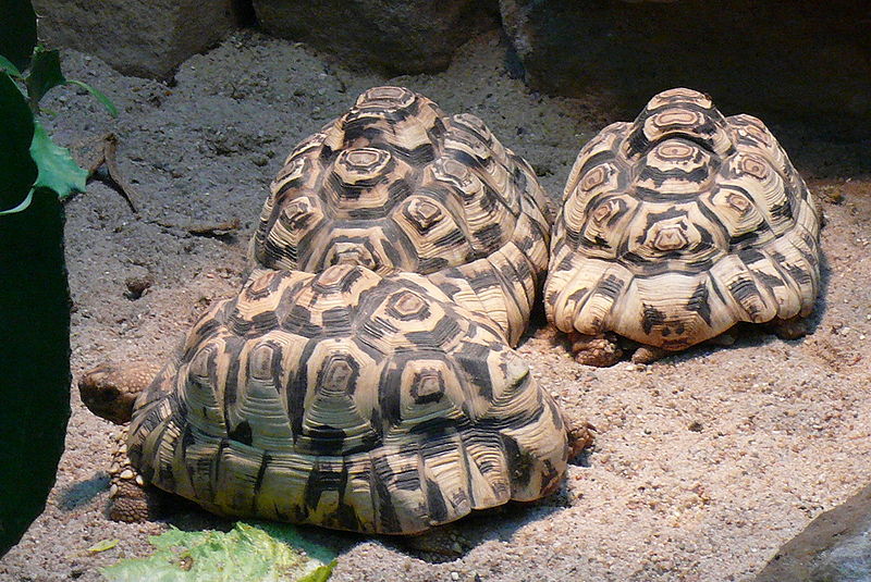 Leopard Tortoise