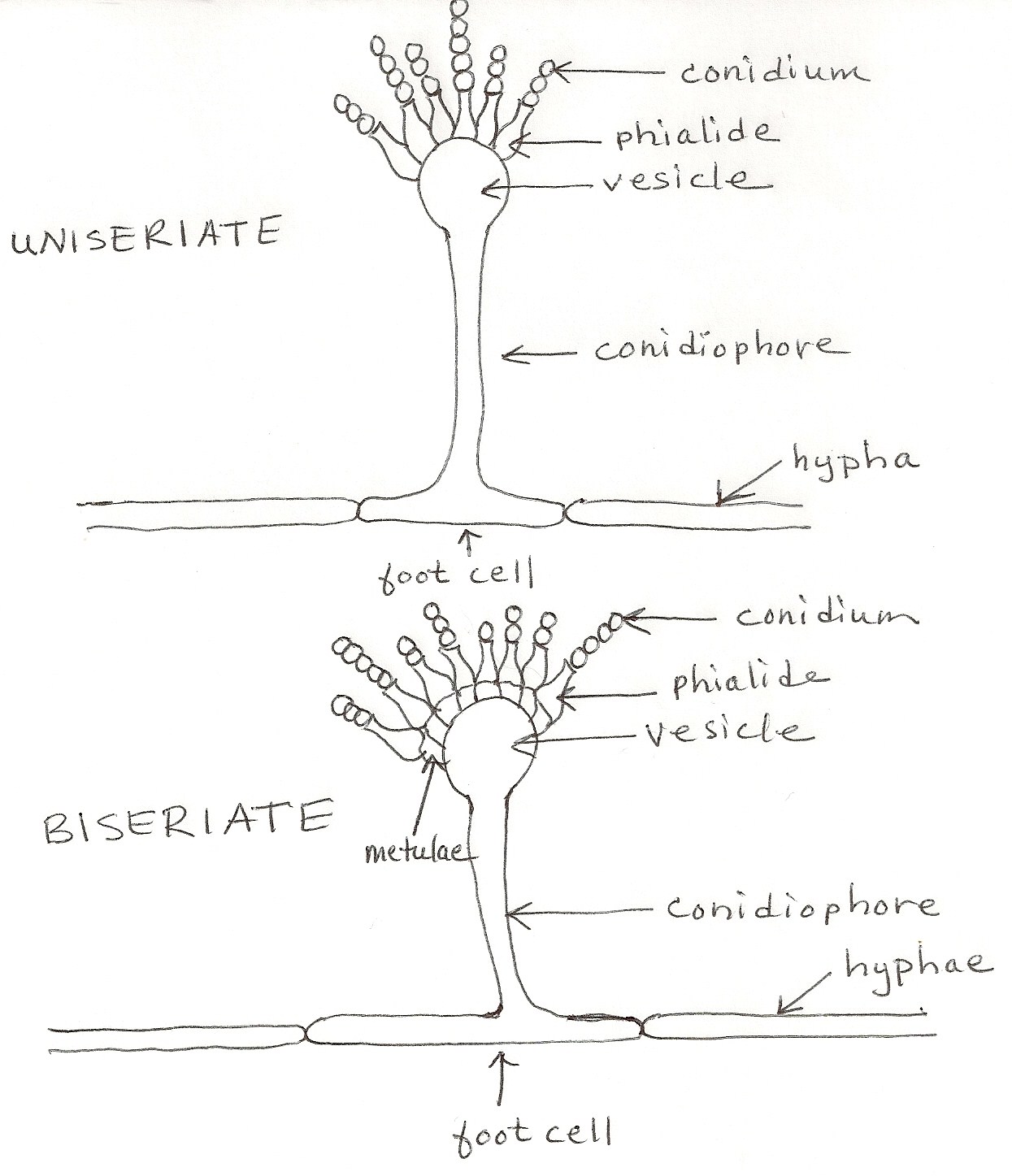 TAMU_PLPA631_FungalBlog_LornaNissen: Lab 3