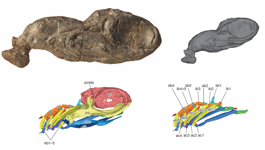 PaleoStories: Ozarcus e la morte dei fossili viventi.