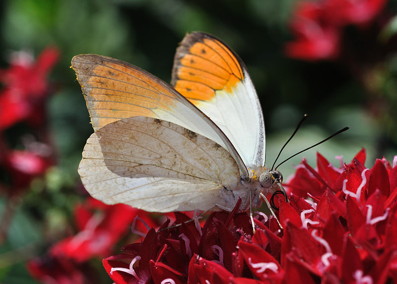 Variety of Life: Hebomoia