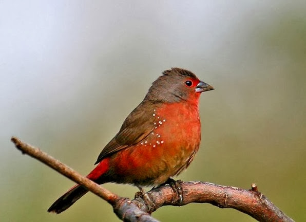 Borneo Island, Awaken To A Different World: African Firefinch
