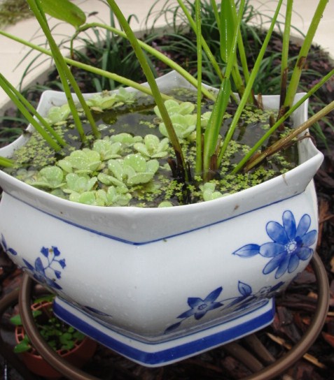 Central Florida Gardener: Creating a Wildlife Habitat - Step #2 ...