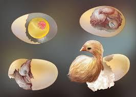 Conoce Cuales son los Animales Ovíparos - Puerto Rico Loves Biology