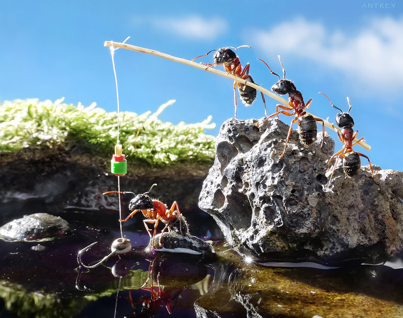 ƒ-Stop Journal™: [ PHOTOS ] The Fantasy World of Ants / Foto Dunia ...