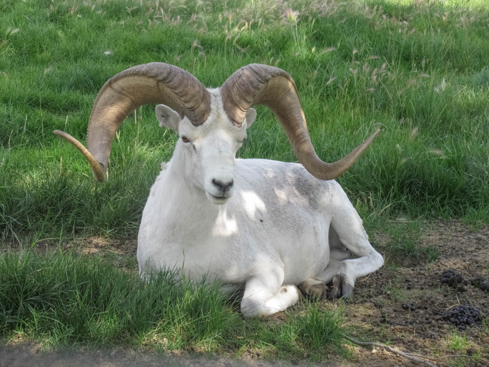 Cannundrums: Dall Sheep