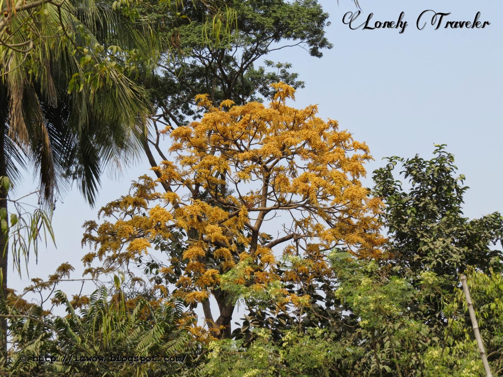 Udal ful (উদাল ফুল) - Sterculia villosa