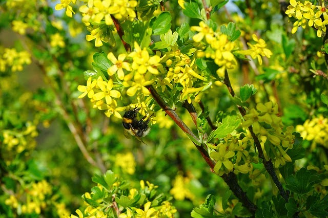 life between the flowers : Ribes red flowering & Ribes Aureum golden ...