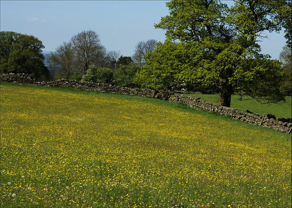 ju-north: An English meadow