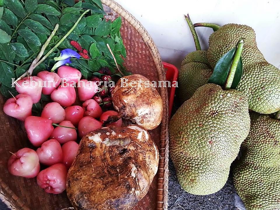 Kebun Bahagia Bersama: Tips Simpan Stok Sengkuang Segar