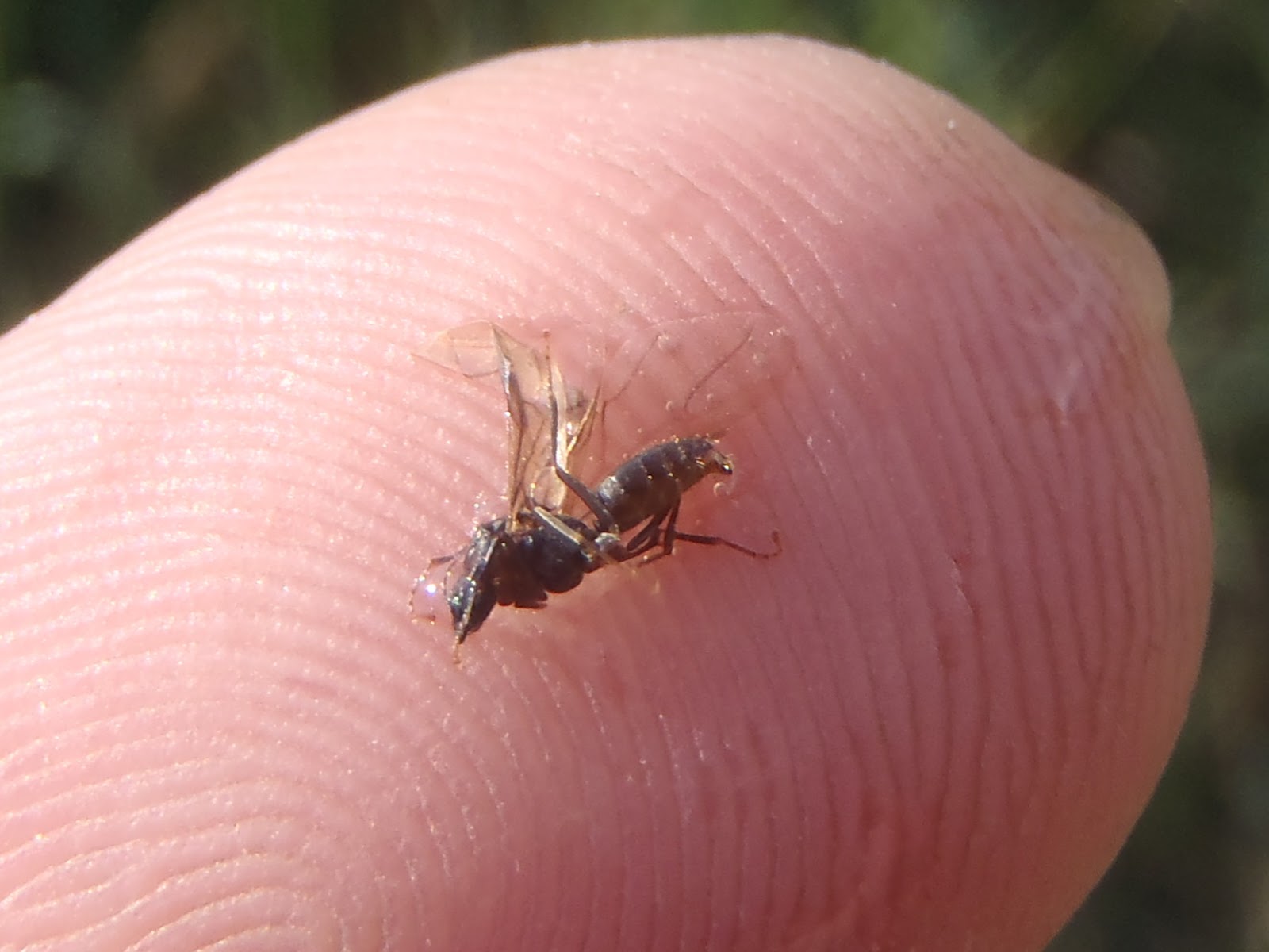 Mountains, Rivers, & Trout: February 2012